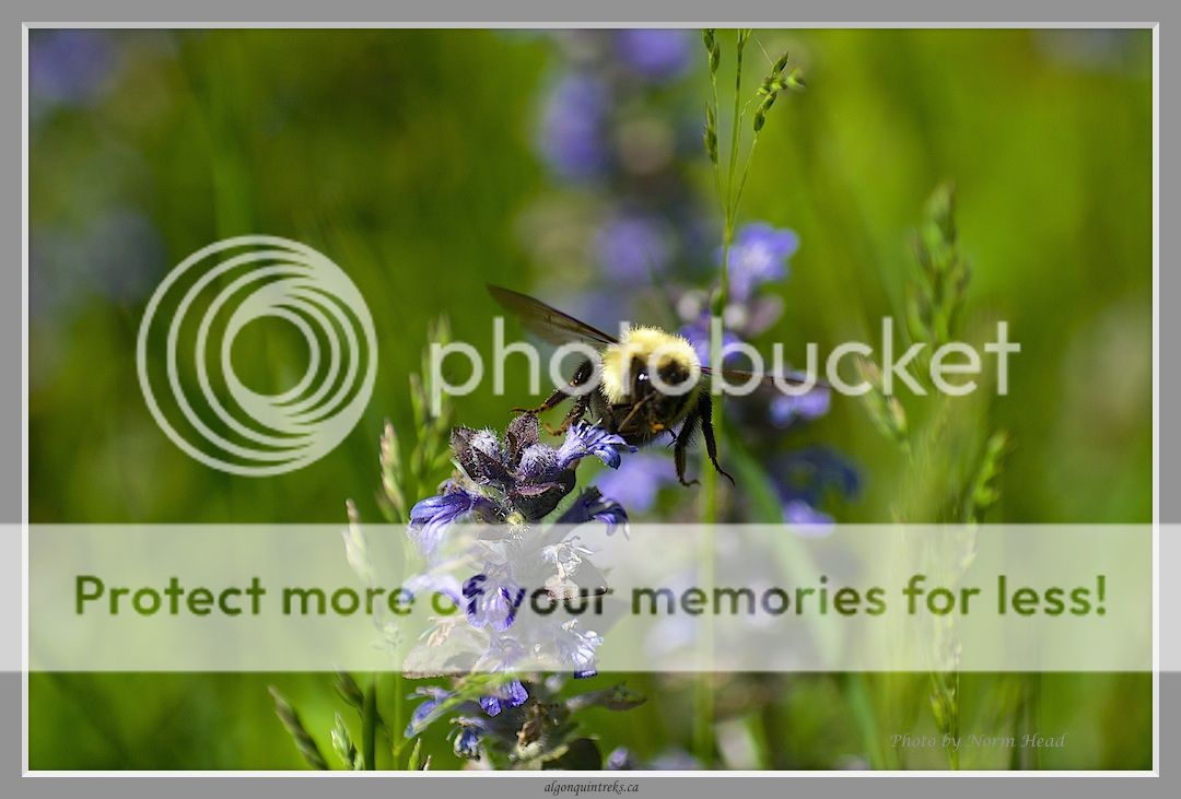 Wildflowers around the garden - PentaxForums.com